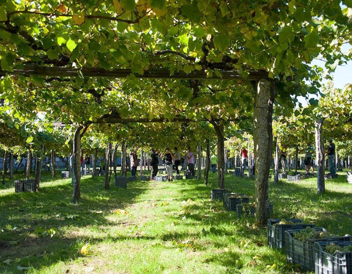 Bodegas Valdamor Namorio Albariño Rias Baixas 2014 – Gus Clemens on Wine