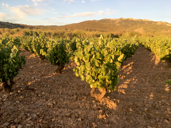 Bodegas San Valero Particular Old Vine Garnacha 2012 – Gus Clemens on Wine