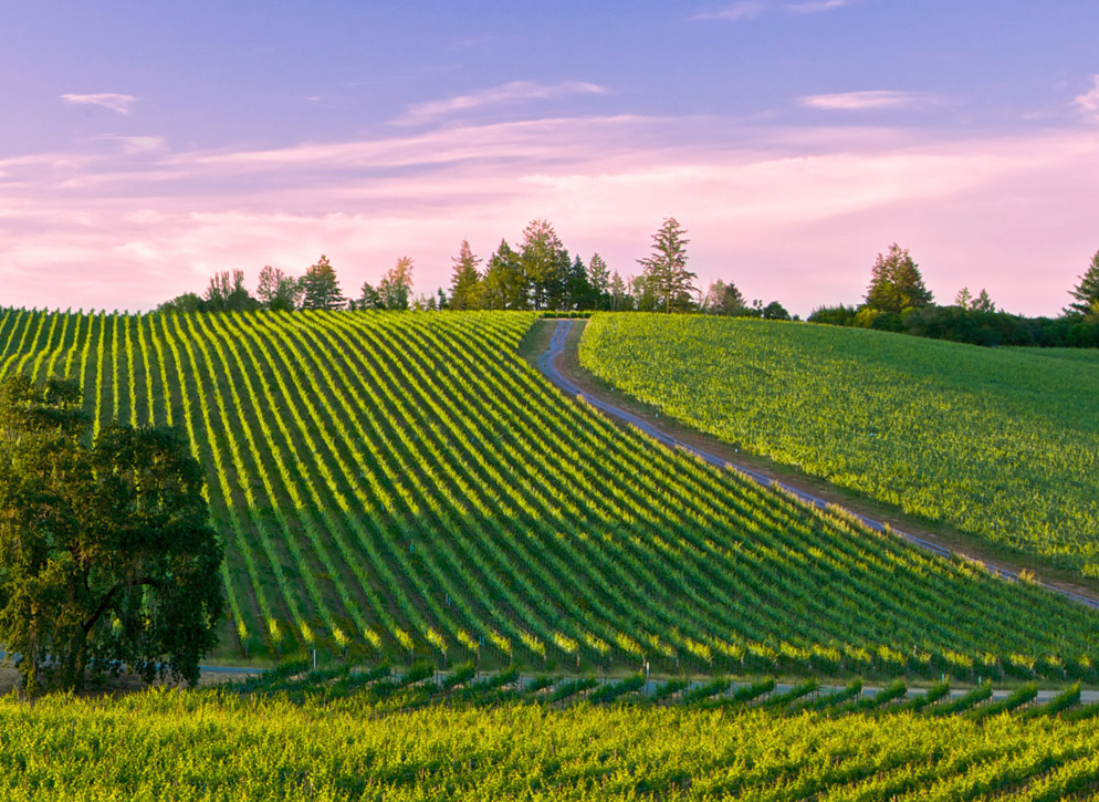 Frei Brothers Russian River Valley Reserve Chardonnay 2014 – Gus ...