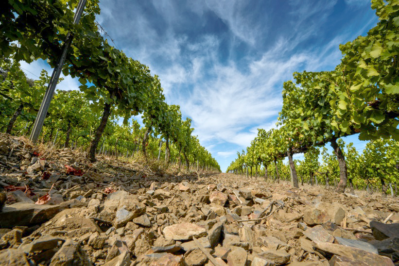 Torres Verdeo Verdejo 2015 – Gus Clemens on Wine