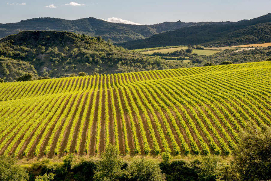 Torres Verdeo Verdejo 2015 – Gus Clemens on Wine