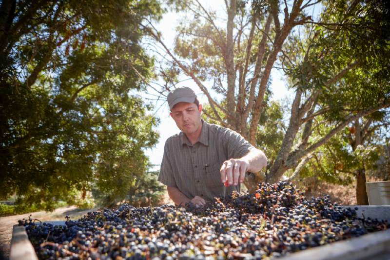 Frei Brothers Sonoma Reserve Dry Creek Valley Zinfandel 2014 – Gus ...