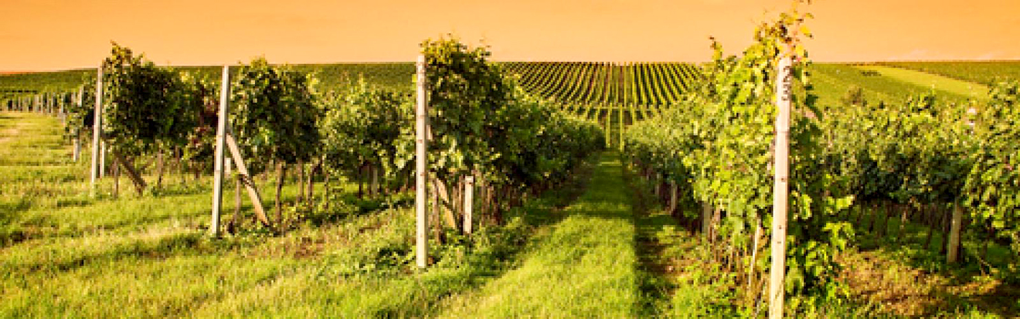 Bodegas Martín Códax Albariño, Rías Baixas 2020 – Gus Clemens on Wine