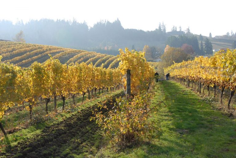 Chehalem Pinot Gris, Chehalem Mountains, Willamette Valley 2019 – Gus ...