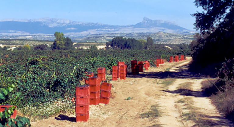 CVNE Cune Rosado, Rioja 2019 – Gus Clemens on Wine