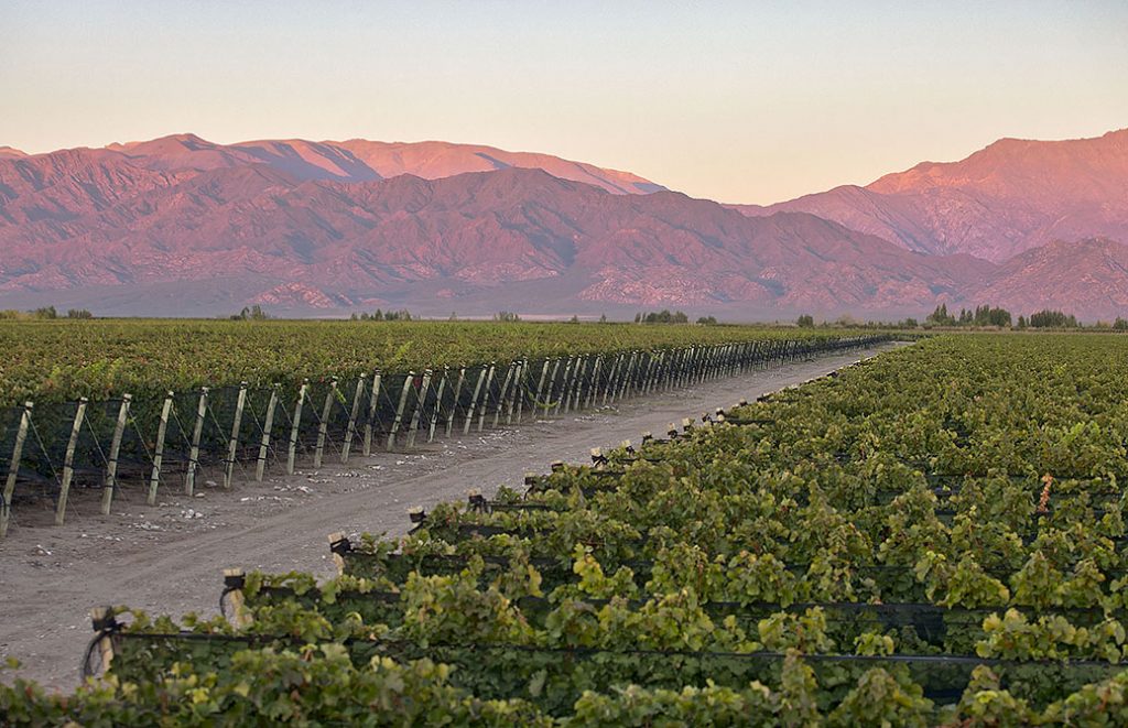 Angulo Innocenti Nonni Cabernet Sauvignon, Estate Grown, Mendoza 2017 ...