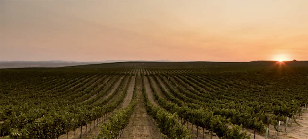 Noble Vines 515 Rosé, Central Coast 2019 – Gus Clemens on Wine