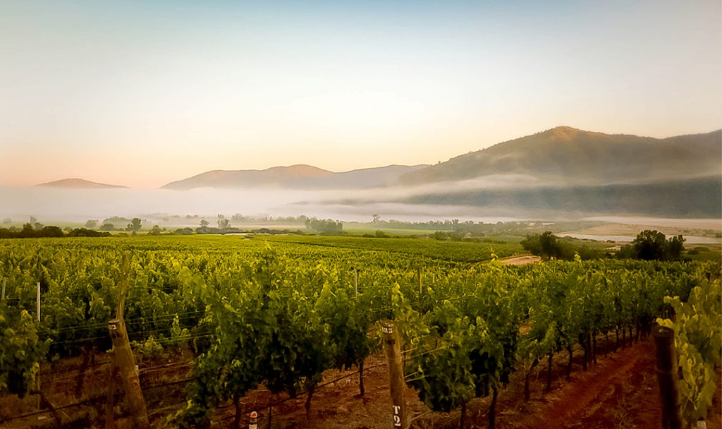 Veramonte Reserva Sauvignon Blanc 2020 – Gus Clemens on Wine