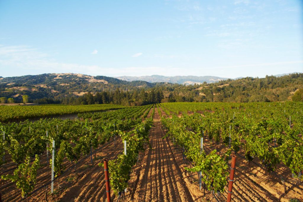 SIMI Landslide Vineyard Cabernet Sauvignon, Alexander Valley 2016 – Gus ...