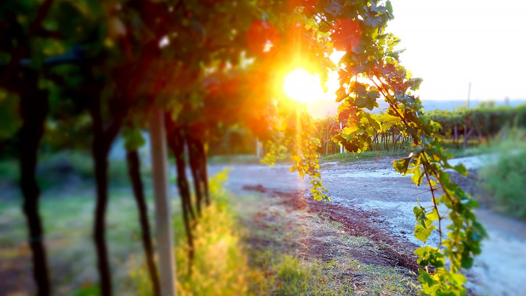Scaia Rosato, Veneto IGT 2021 – Gus Clemens on Wine