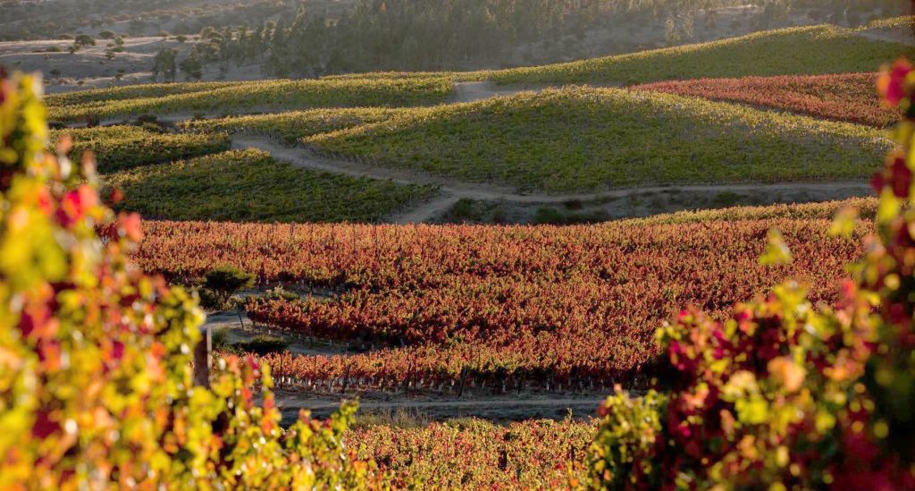 Calcu Futa Cabernet Sauvignon, Calchagua Valley, Chile 2016 – Gus ...