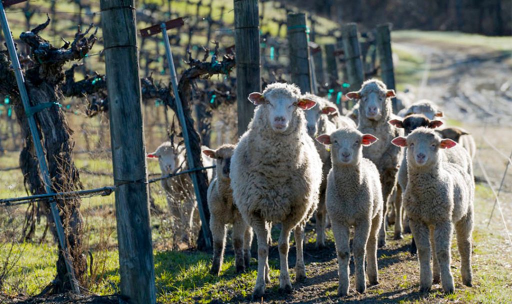 St. Supéry Rutherford Merlot 2018 – Gus Clemens on Wine